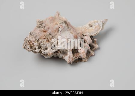 Bursa rubeta shell from the wreck of the Dutch East India ship Witte ...