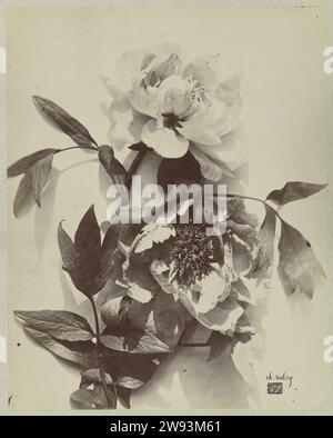 Flower still life with peonies, 1864 - 1872 photograph Paris paper ...