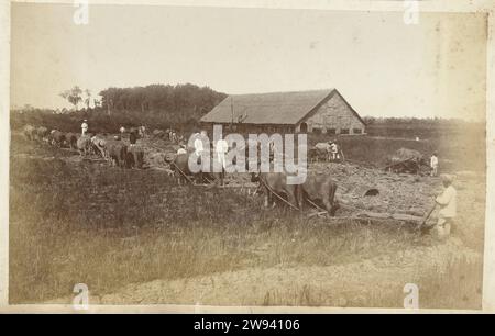 Teams pulled through cattle, c. 1890 - c. 1910 photograph ...