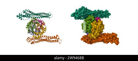 Structure of human haptoglobin-haemoglobin complex. 3D cartoon and ...