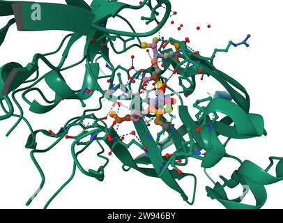 Crystal structure of renin with inhibitor aliskiren. 3D cartoon and ...