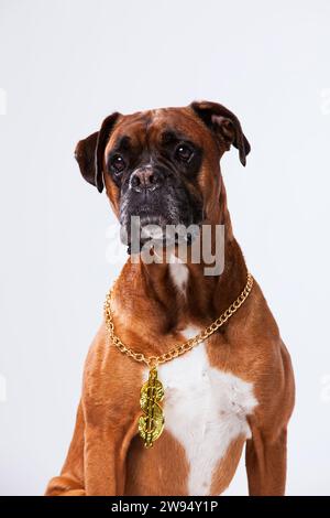 Rapper boxer dog Stock Photo - Alamy