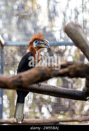 Majestic Black Casqued Hornbill, Ceratogymna atrata, adorns African ...