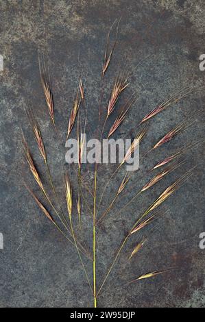 Mature seedhead of Barren brome grass or Bromus sterilis lying on ...