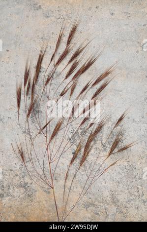 Mature seedhead of Barren brome grass or Bromus sterilis lying on ...