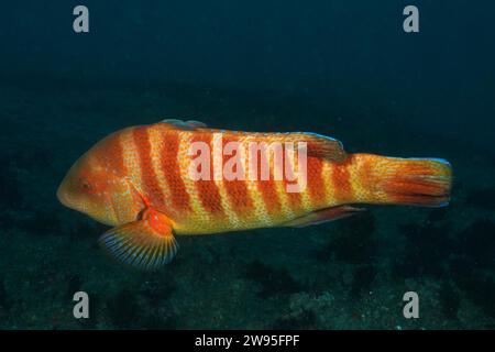 Colourful Natal tooth wrasse (Anchichoerops natalensis), wrasse, tooth ...
