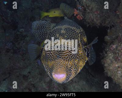 Map puffer (Arothron mappa), Sodwana Bay dive site, Maputaland Marine ...