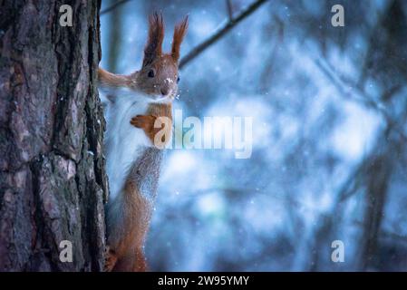 Red squirrel in winter forest on snow-covered stump Stock Photo - Alamy