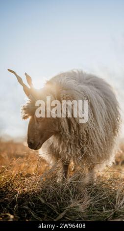 Hungarian Racka sheeps grazing on a field and in a forest during sunset ...