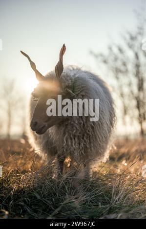 Hungarian Racka sheeps grazing on a field and in a forest during sunset ...