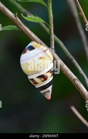 Liguus tree snail on tree, Everglades National Park, Florida Stock ...