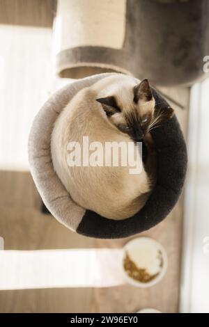 top view cute cat comfortably lying on its back inside a cardboard box ...