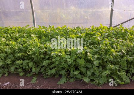 plantation of turnips growing fast in a greenhouse Stock Photo - Alamy