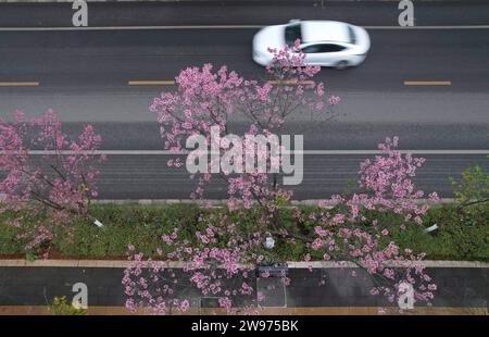 Aerial photo shows cherry blossoms bursting into bloom in the Taipin ...