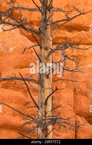Pine snag along Birds Eye Trail, Dixie National Forest, Highway 12 ...