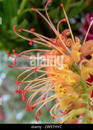 Grevillea Loopy Lou Flower in a vase Stock Photo - Alamy