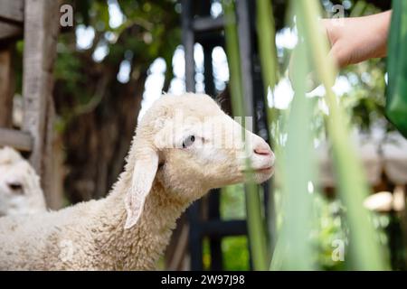 Cute little lamb eating at petting zoo Stock Photo - Alamy