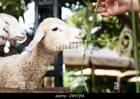 Cute little lamb eating at petting zoo Stock Photo - Alamy