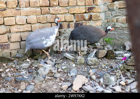 Broody guinea fowl hen hatched out keats Stock Photo - Alamy