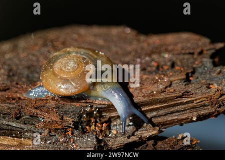 Cellar glass snail (Oxychilus cellarius: Zonitidae) UK Stock Photo - Alamy