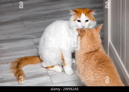the cat is angry and preparing to attack. conflict between cats. cat ...
