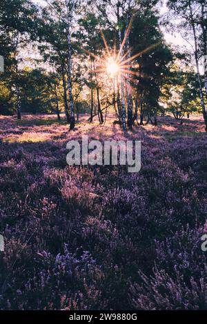 Heather plant in sunlight in Fischbeker Heider, Germany. High quality ...