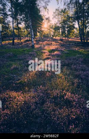 Heather plant in sunlight in Fischbeker Heider, Germany. High quality ...