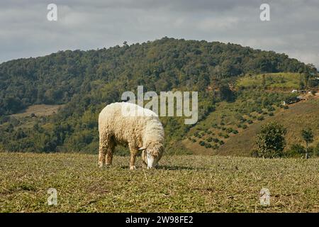 Akha Farmville, the only sheep farm of Doi Chang, Chiang Rai, is ...