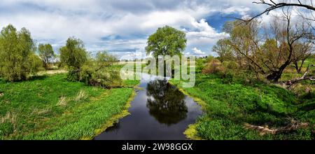 Dry trunk of a willow tree against a blue sky Stock Photo - Alamy