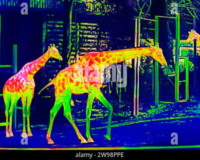 Giraffe in the zoo, thermography, image taken with a thermal imaging ...