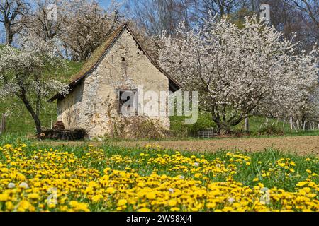 Switzerland, Baselland, Baselbiet, Canton Baselland, Sissach, spring ...