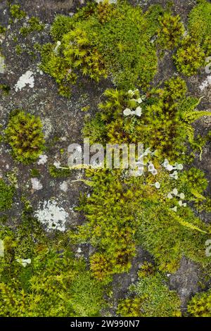 Pixie cup lichen and moss on a rock Stock Photo - Alamy