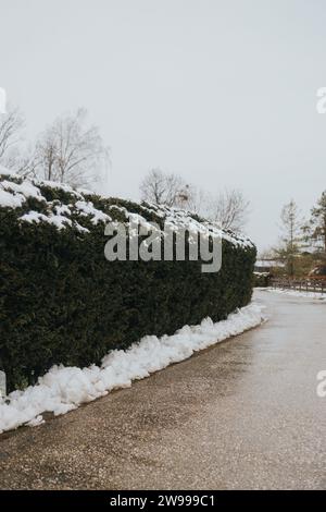 Green hedge covered with snow at winter with a bright blue sky and ...