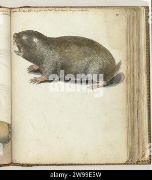 Cape Mol. Color drawing of a mole with beaked beak that occurs on cape ...