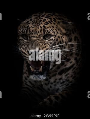 Sri Lankan leopard in the jungle Stock Photo - Alamy