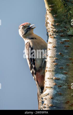 Lesser Spotted Woodpecker Stock Photo - Alamy