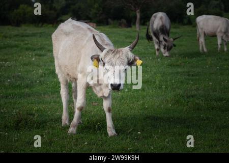 Picture of cow, a podolian cattle, standing in Vojvodina, Serbia at ...