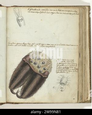 Spider on notebook paper Stock Photo - Alamy