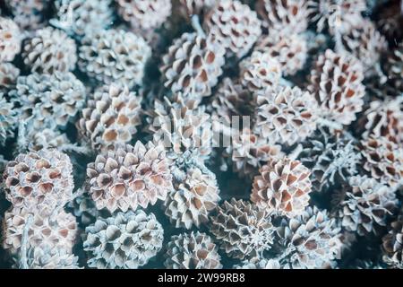 Dry Pine Cones from She oak background vintage tones Stock Photo - Alamy