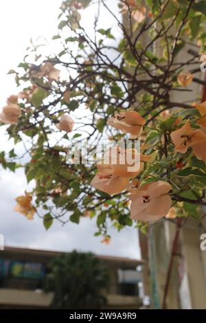 A closeup shot of Bougainvillea flowers in the garden. Doha, Qatar ...
