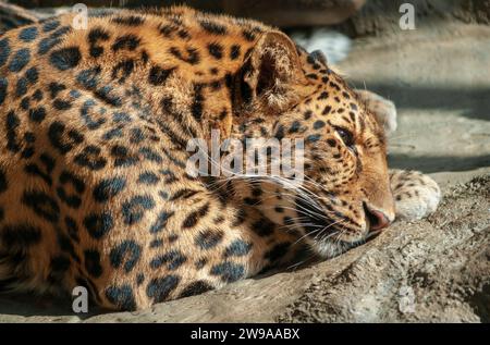 Leopard at the Erie Zoo, Erie, PA Stock Photo - Alamy