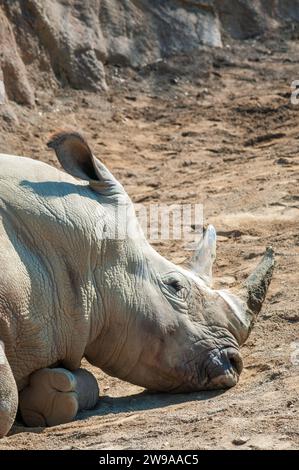 A Rhinosaurus at the Erie Zoo Stock Photo - Alamy