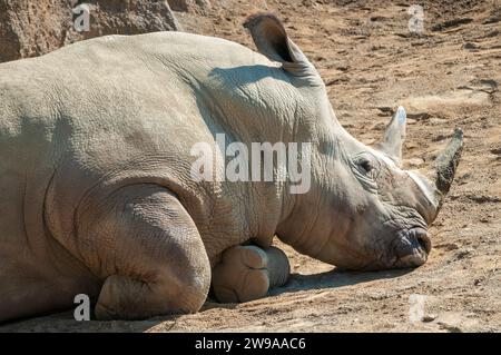 A Rhinosaurus at the Erie Zoo Stock Photo - Alamy
