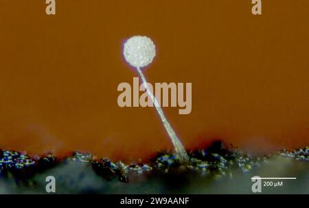 Sporocarp of slimemold from the genus Echinostelium. Photographed from ...
