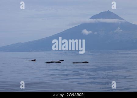 Pilot Whales (Globicephala macrorhynchus) resting / logging on the ...