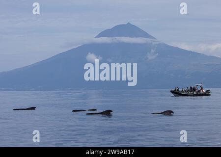 Pilot Whales (Globicephala macrorhynchus) resting / logging on the ...