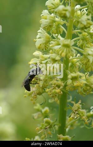 Hylaeus bee (Hylaeus signatus), on Reseda flowers, Germany Stock Photo ...