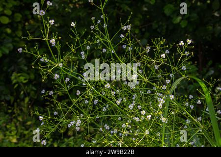 Phreatophyte. American water plantain Alisma plantago-aquatica in ...