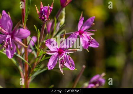 Pink Flowering Chamerion Dodonaei Alpine Willowherb Plant Stock Photo ...
