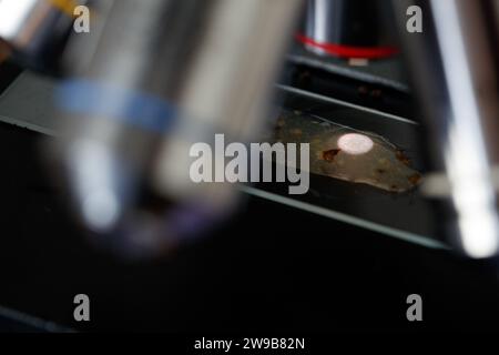 Deborah Pergolotti of Frogsafe Inc. views a frog's stool sample under a ...